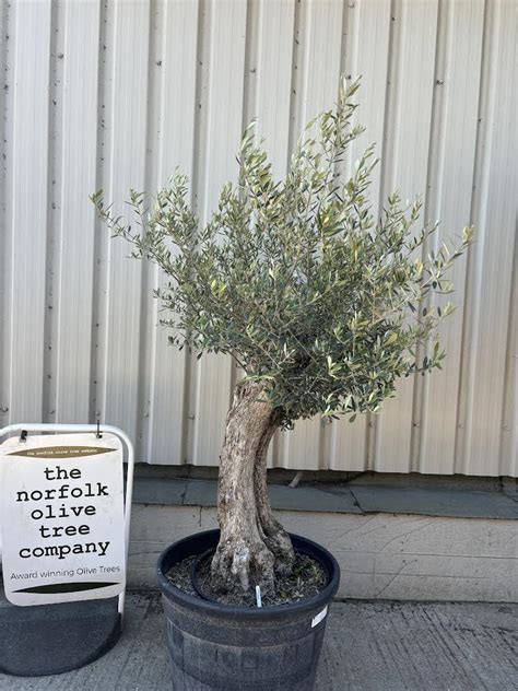 Small Gnarled Olive Tree The Norfolk Olive Tree Company