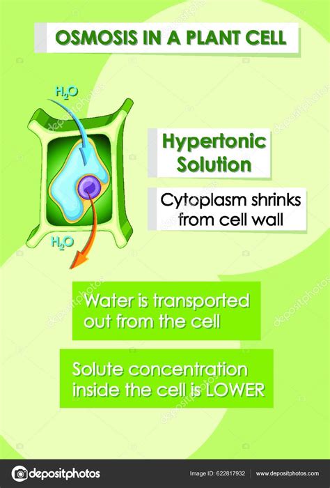 Diagram Showing Details Plant Cell Stock Vector Image By ©yay Images 622817932