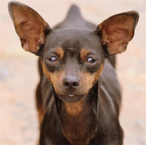 Macro Shot Of An Adorable Brown Prague Ratter Dog Looking At The Camera
