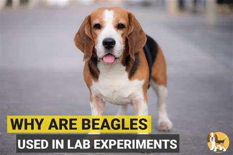 Why Are Beagles Used In Lab Experiments Research And Testing Beagle Care