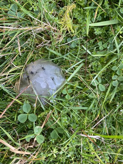A Translucid Jelly Blob Slime Like Texture In Pasture Grassland What