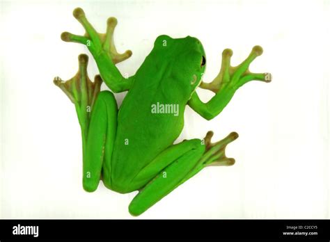 A Green Tree Frog On A White Background Stock Photo Alamy