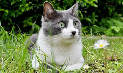 Is Pyrethrin Safe For Cats Green Agri