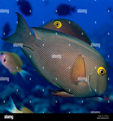 Goldring Surgeonfish Ctenochaetus Strigosus A Hawaiian Endemic Fish