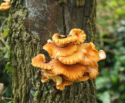 Fungi Cockington © Derek Harper Cc By Sa20 Geograph Britain And