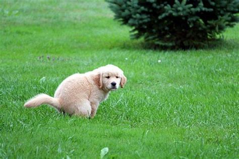 Не прекратявайте обезпаразитяването Български Фермер