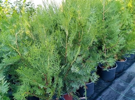 Изтучна туя (Thuja orientalis) | Цветя, декоративни растения ...