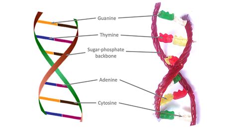How To Build A Dna Model For School Contestgold8