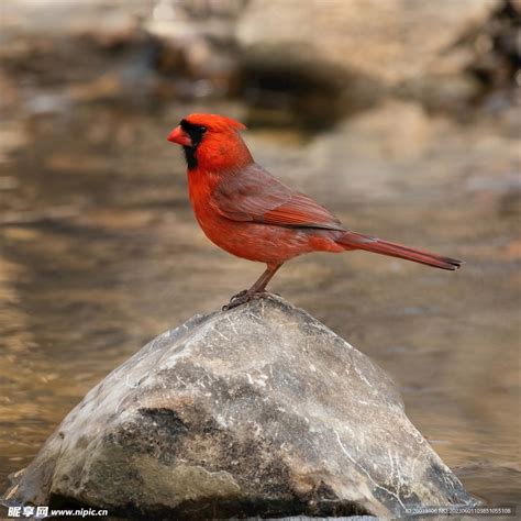 鸟摄影图 鸟类 生物世界 摄影图库 昵图网