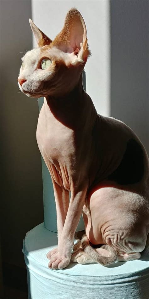 Gato Egipcio O Esfinge El Rey De Los Gatos Sin Pelo