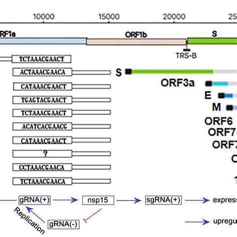 Replication And Transcription Of Sars Cov 2 Download Scientific Diagram