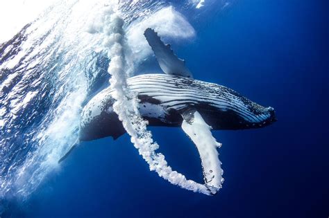 Top Shot Whale Trail Top Shot Features The Editors Spotlight National Geographic Your