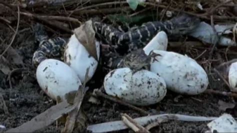 More Gators D Also In Case You Were Unaware •ba Tumbex