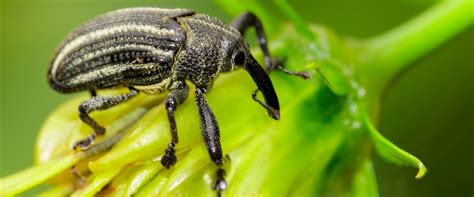 Strawberry Root Weevil Biobee Canada