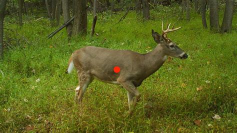 Broadside Whitetail Deer Vitals