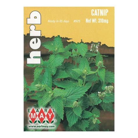 Catnip Herbs Seeds