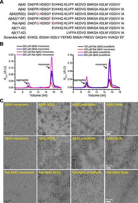 Comparison Of Human And Rat Aβ Amino Acid Sequences And Aggregation