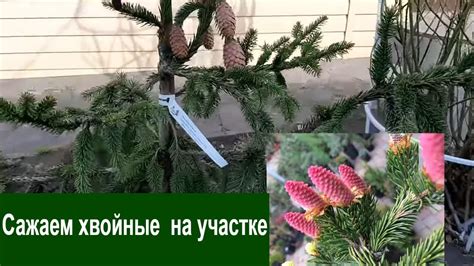 Посадка хвойных растений на участке. Ель Акрокона, Ель Пуш и сосна ...