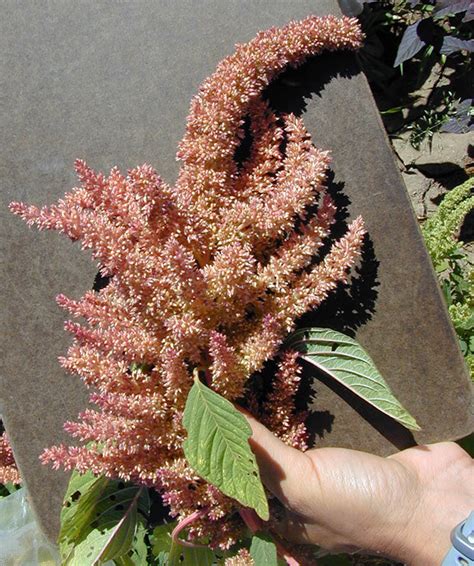 Seeds Amaranth Native Seeds Search