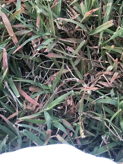 Rust Disease On Bermuda Lawn Care Forum