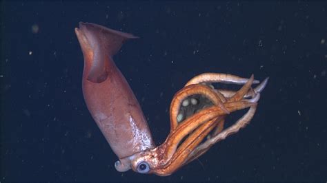 Giant Eggs In A Deep‐sea Squid Hoving 2024 Ecology Wiley Online Library