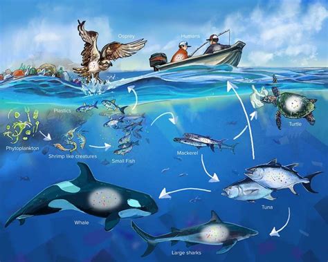 El Aleteo De Tiburones Es Una Amenaza Para La Conservación Marina