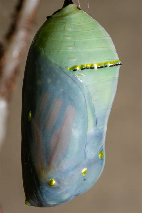 Chrysalis Vs Cocoon Whats The Difference This Vs That