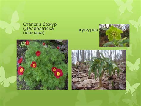 Biljni I Zivotinjski Svet Pptx