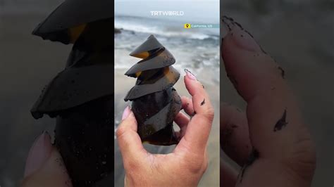 Hammerhead Shark Eggs A Hidden World Revealed Why They Matter