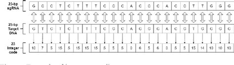 Figure 1 From Deep Learning Based Approach On Sgrna Off Target Prediction In Crispr Cas9