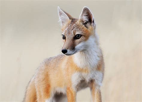 The Swift Fox Returns — Lets Save Their Habitat Earth Rangers