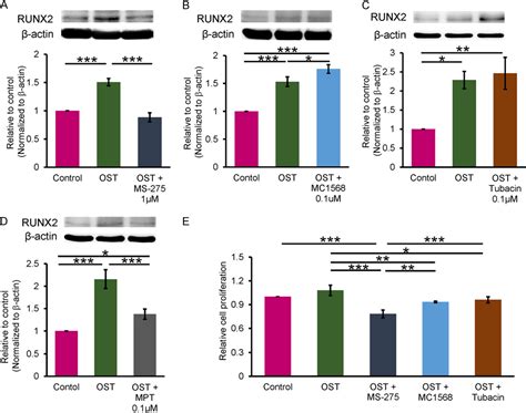 Figure 1 From Hdac I Inhibitor Regulates Runx2 Transactivation Through