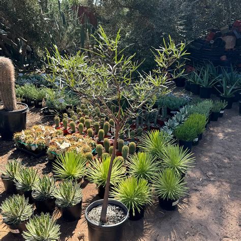 Shop Queensland Bottle Tree Brachychiton Rupestris Care And Info