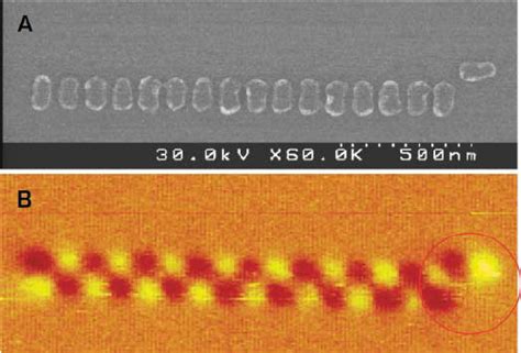 Antiferromagnetic Ordering In A Line Of Nanomagnets A Scanning Download Scientific Diagram