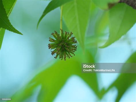 미국 스위트껌의 스파이크 풍선 껌의 클로즈업 레드검 스위트 껌 사틴우드 헤이즐 파인 아메리칸 스토락스 빌스테드 사틴 호두 스타 잎 껌 앨리게이터 우드 0명에 대한 스톡 사진