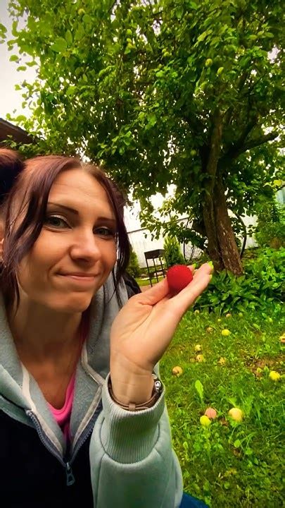 Гигантская малина влог малина огород мойсад огородник огородничество дача дачныеистории