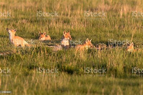 Five Swift Fox Pups At Den Pawnee National Grasslands Colorado Stock