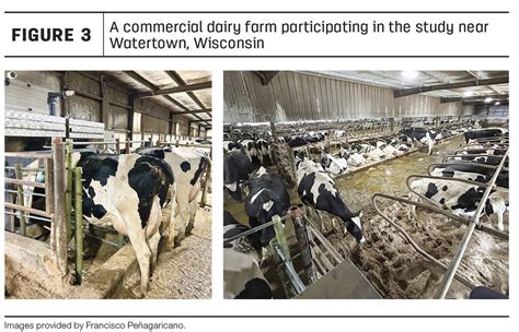 Selective Breeding Could Help Farmers Lower Enteric Methane Emissions In Dairy Cows Ag Proud