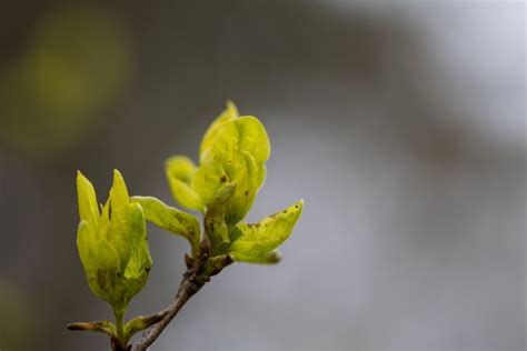 배경 화면 햇빛 자연 잔디 분기 녹색 노랑 봄 가을 잎 플로라 룬드 식물원 브이 식물 정원 목초지 야생화 생기게 하다 식물학 육상 식물