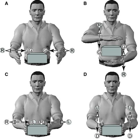 Bimanual Phase Relations During Object Manipulation Arrowheads On The Download Scientific