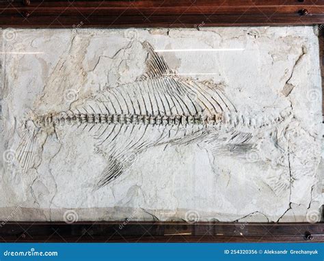Skeleton Fossil Of Prehistoric Fish In Museum Editorial Photo Image Of Stone History 254320356