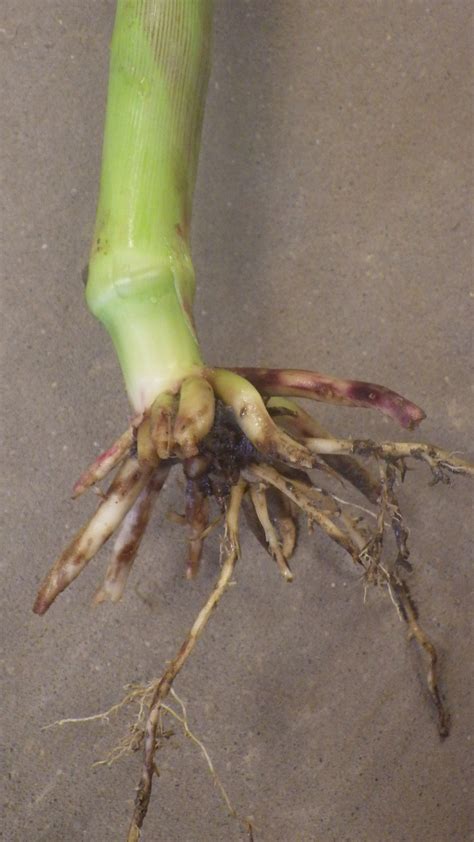 Scout Now For Rootworm Activity In Corn Field Crop News