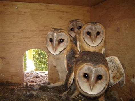 Spring Barn Owl Nesting When Do Barn Owls Breed Lihs