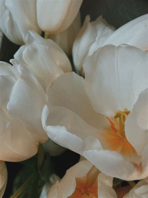 Тюльпаны | Tulips, Flowers, Deep thought quotes