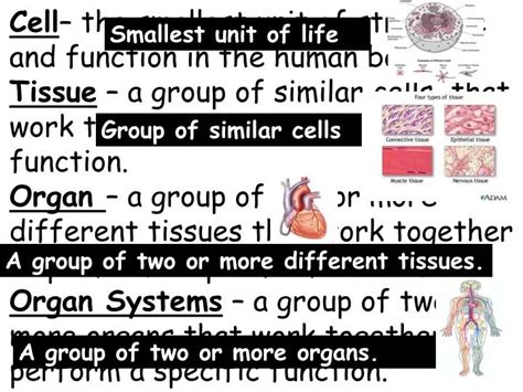 Ppt Smallest Unit Of Life Powerpoint Presentation Id 5591801