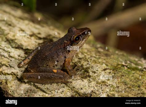 Neotropical Frog Pristimantis Sp Mindo Cloud Forest Ecuador Stock
