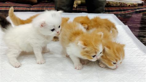 Persian kittens in Asifnagar | punch face Persian adult cats in Hyd ...