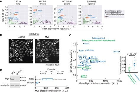 Cell To Cell Variability In Myc Dynamics Drives Transcriptional