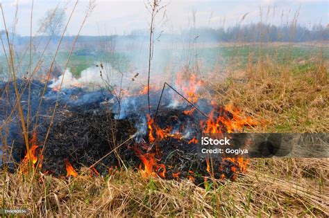 들판에 잔디를 굽기 근처의 숲과 건물에는 위험과 화재 위험이 있습니다 급속 화 염 확산 건조한에 대한 스톡 사진 및 기타 이미지 Istock