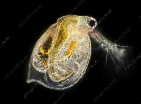 Water Flea Lm Stock Image C028 1888 Science Photo Library